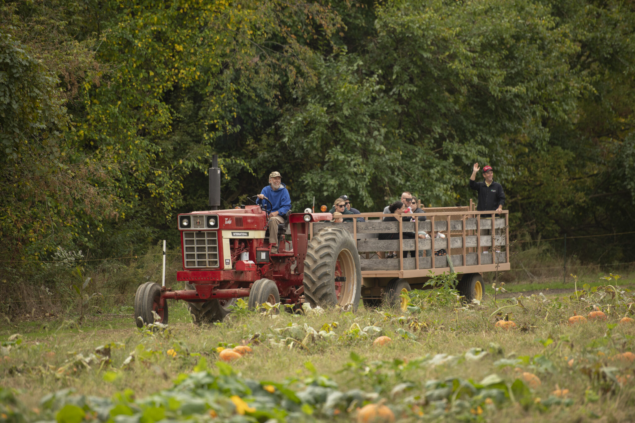 Pumpkin Harvest Festival - Bountiful Acres