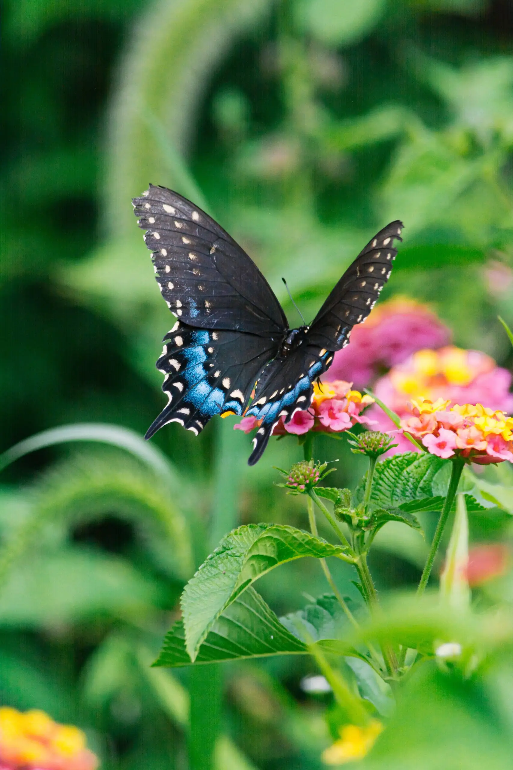 How Do Butterflies Pollinate? - Bountiful Acres Garden Center & Landscaping